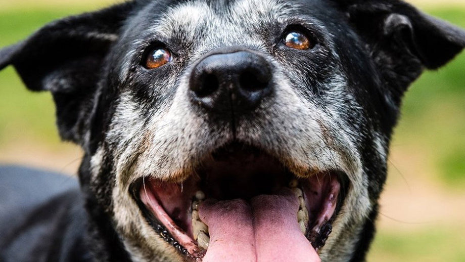 Exercising Older Dogs | How Much Exercise Does My Old Dog Need?