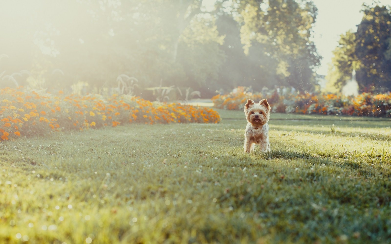5 tips to keep your dog active in old age