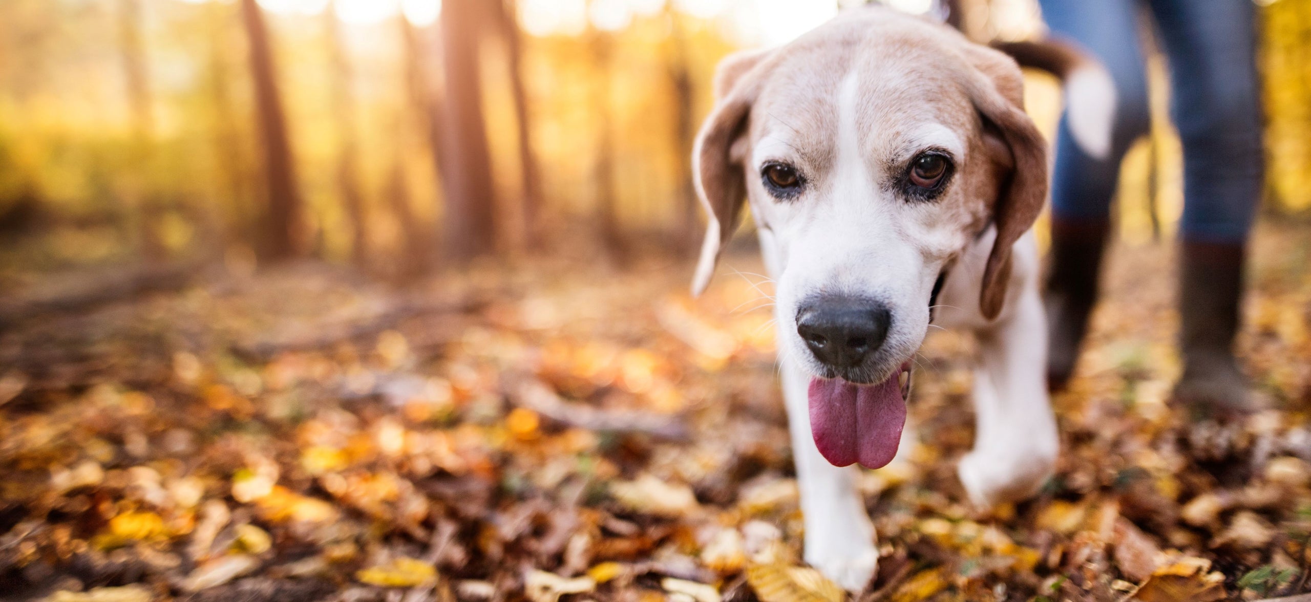 Senior Dog Joint Supplements – YuMOVE US